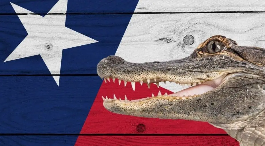 Are There Alligators in Texas? - UntamedAnimals.com