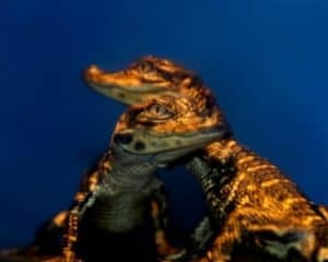 How Do Reptiles Show Affection? (Can They Love??) - UntamedAnimals