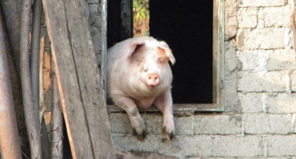 Do Pigs Have Teeth? - UntamedAnimals