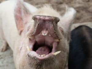 Do Pigs Have Teeth? - UntamedAnimals