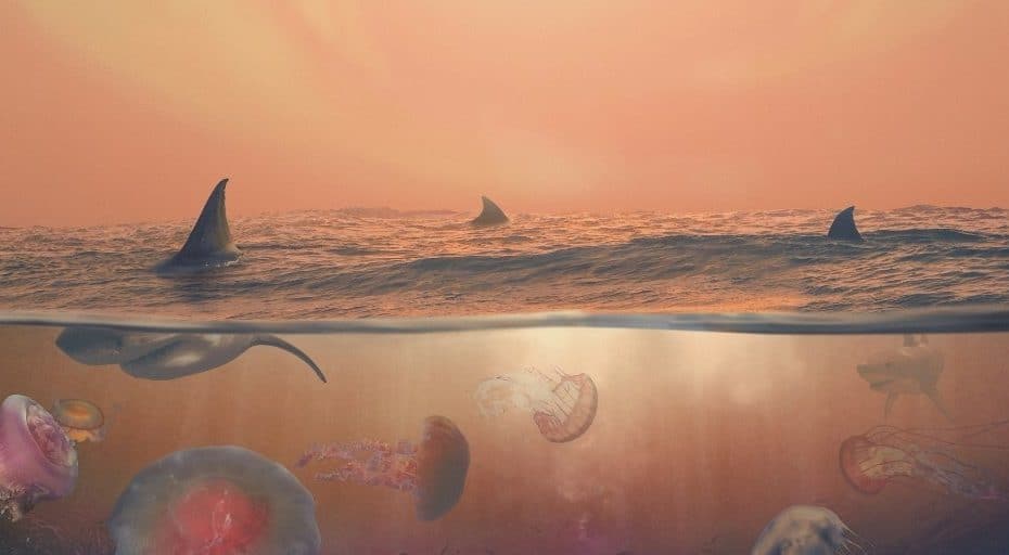 Do Sharks Eat Jellyfish? - UntamedAnimals.com