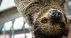 Do Sloths Have Ears? (Are They Deaf??) - UntamedAnimals