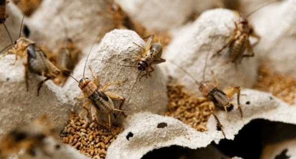 Do Crickets Eat Cardboard? - UntamedAnimals