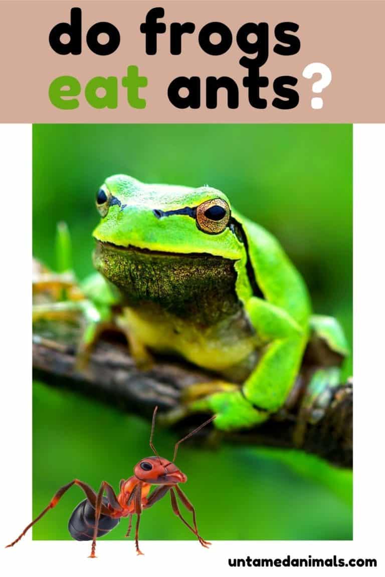 Do Frogs Eat Ants? - UntamedAnimals