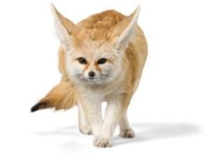 Do Foxes Bark? (What noises do they make?) - UntamedAnimals