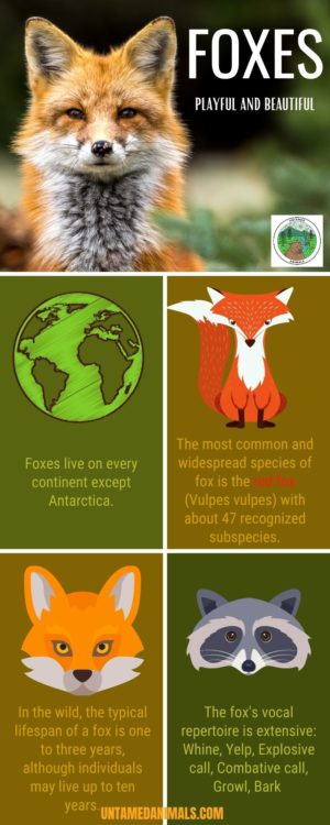 Do Bears Eat Foxes? - UntamedAnimals