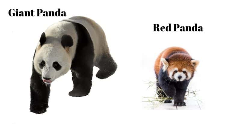 Are There Pandas In Japan? - UntamedAnimals