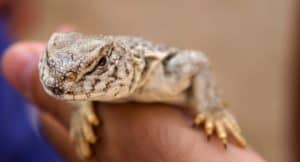 How Do Reptiles Show Affection? (Can They Love??) - UntamedAnimals