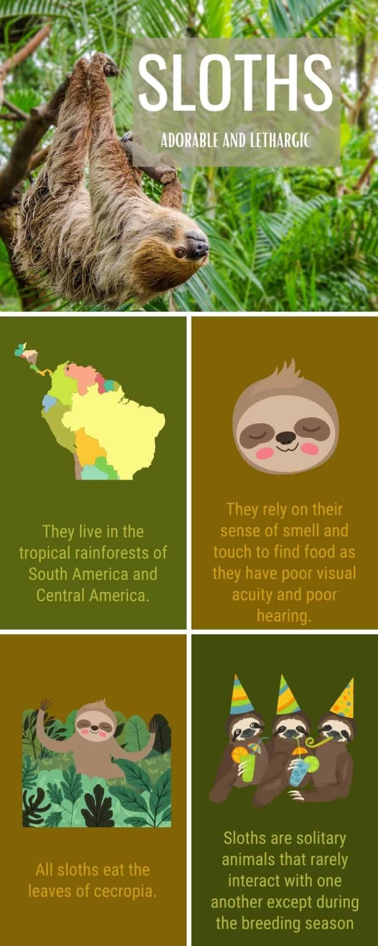 Are Sloths Dangerous? (Or Friendly??) - UntamedAnimals