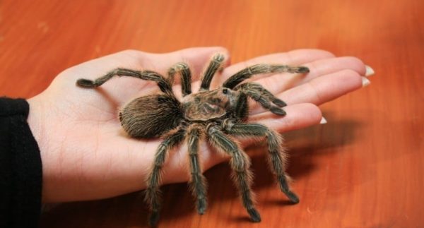 What Do Spiders Taste Like? - UntamedAnimals