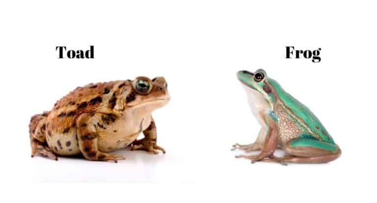 Do Frogs Eat Ants? - UntamedAnimals