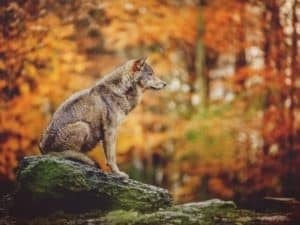 Do Wolves Live In The Jungle? - UntamedAnimals
