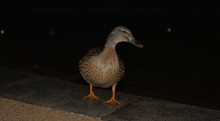Are Ducks Nocturnal? (Why Are They Active At Night?) - UntamedAnimals.com