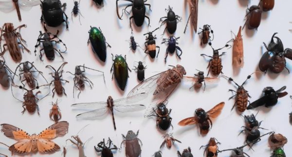 Are Insects Cold-Blooded? (How do they Survive Winter?) - UntamedAnimals