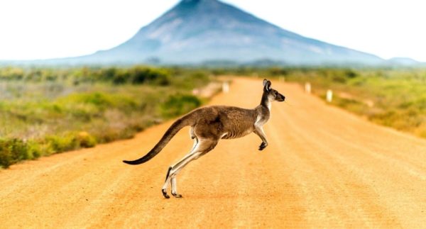 Are There Kangaroos In Africa? - UntamedAnimals