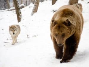 Do Bears Eat Wolves? (And Vice Versa) - UntamedAnimals