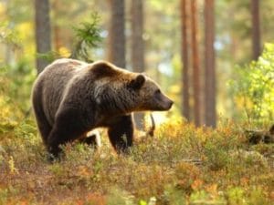 Do Bears Eat Foxes? - UntamedAnimals