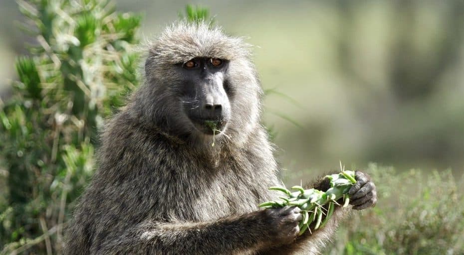 Do Baboons Eat Meat? - UntamedAnimals.com