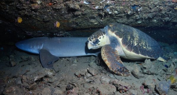 Do Sharks Eat Turtles? (Aren't They Too Hard?) - UntamedAnimals