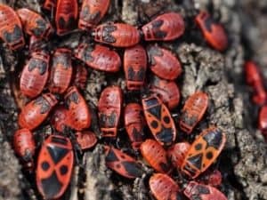 Are Insects Cold-Blooded? (How do they Survive Winter?) - UntamedAnimals