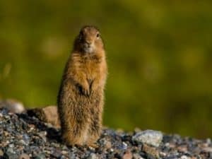 Are There Squirrels In Hawaii? (2022 Update) - UntamedAnimals