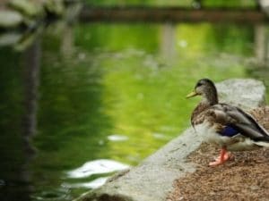 Do Ducks Fart? (+Is Their Poop Bad For Dogs?) - UntamedAnimals.com