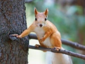 Are There Squirrels In Hawaii? (2022 Update) - UntamedAnimals