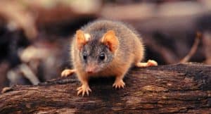 25 Brilliant Antechinus Facts (2022 UPDATE) - UntamedAnimals