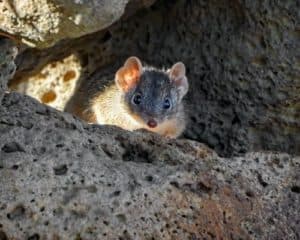 25 Brilliant Antechinus Facts (2022 UPDATE) - UntamedAnimals