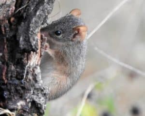 25 Brilliant Antechinus Facts (2022 UPDATE) - UntamedAnimals