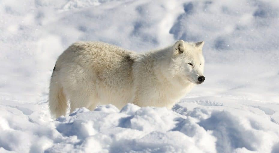Are There Wolves In Antarctica? - UntamedAnimals.com