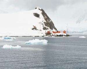 Are There Cats In Antarctica? - UntamedAnimals