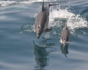 Do Dolphins Lay Eggs? - UntamedAnimals