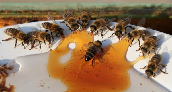 Do People Eat Bees? (Wait, What??) - UntamedAnimals