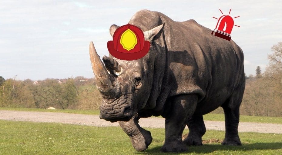 Do Rhinos Put Out Fires? (Or Is It Just A Myth) - UntamedAnimals.com