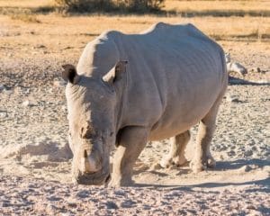 Do Rhinos Put Out Fires? (Or Is It Just A Myth?) - UntamedAnimals