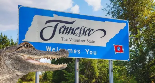 Are There Alligators in Tennessee? - UntamedAnimals
