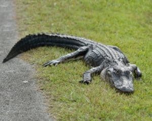 Are There Alligators in Tennessee? - UntamedAnimals
