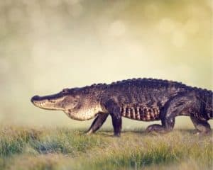 Are There Alligators in Tennessee? - UntamedAnimals