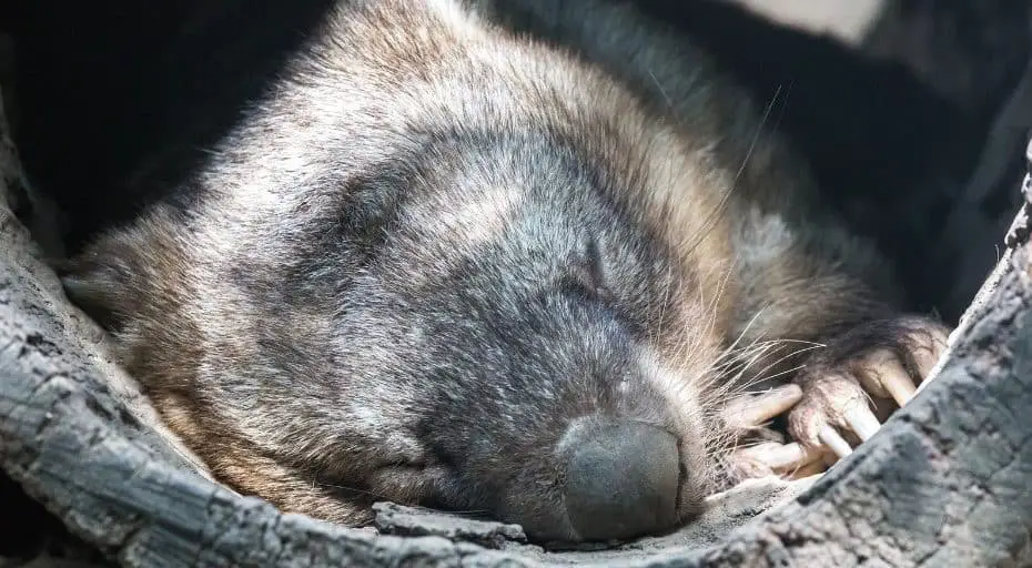 Are Wombats Dangerous? - UntamedAnimals.com