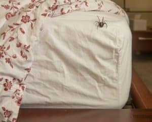 Do Spiders Sleep? (What do they do at night?) - UntamedAnimals