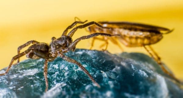 Do Spiders Eat Cockroaches? - UntamedAnimals
