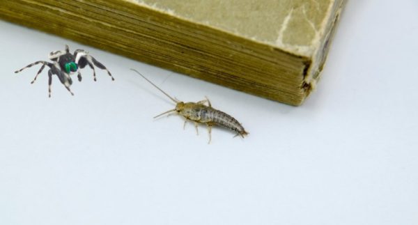 Do Spiders Eat Silverfish? - UntamedAnimals