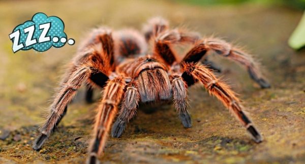 Do Spiders Sleep? (What do they do at night?) - UntamedAnimals