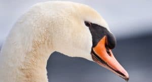 Do Swans Have Teeth? - UntamedAnimals