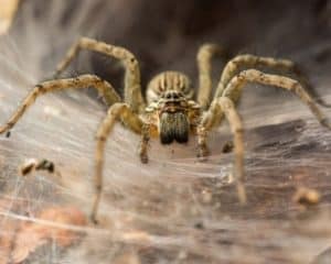 Do Spiders Sleep? (What do they do at night?) - UntamedAnimals
