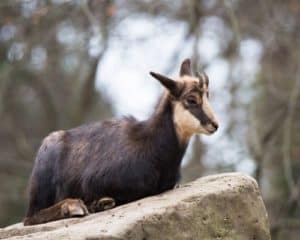 What Is The National Animal Of Germany? - UntamedAnimals