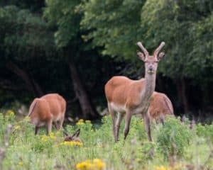 What is the National Animal of Ireland? - UntamedAnimals