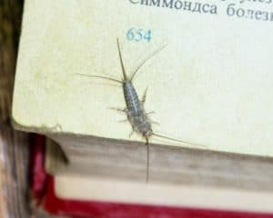 Do Spiders Eat Silverfish? - UntamedAnimals
