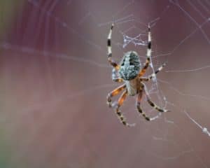 Do Spiders Sleep? (What do they do at night?) - UntamedAnimals